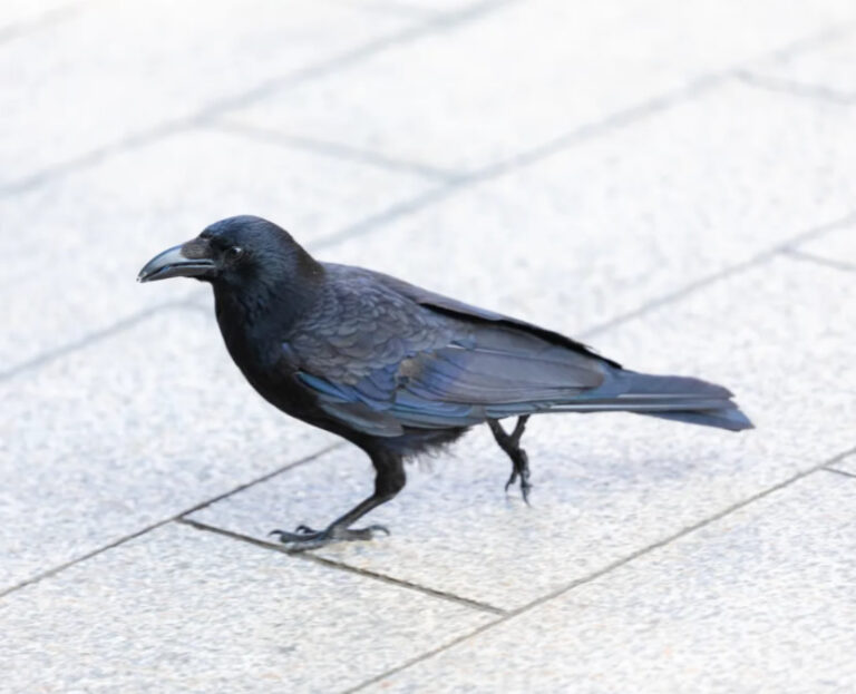 Wild crows (Karasu) inhabiting the city | Living in Tokyo Information ...